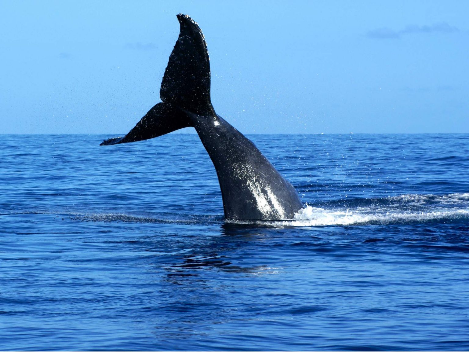 Sorties baleines - Plongée à La Réunion - AQUABULLE